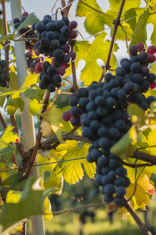 Why Go To Barolo Piedmont Italy UNESCO Wine Region