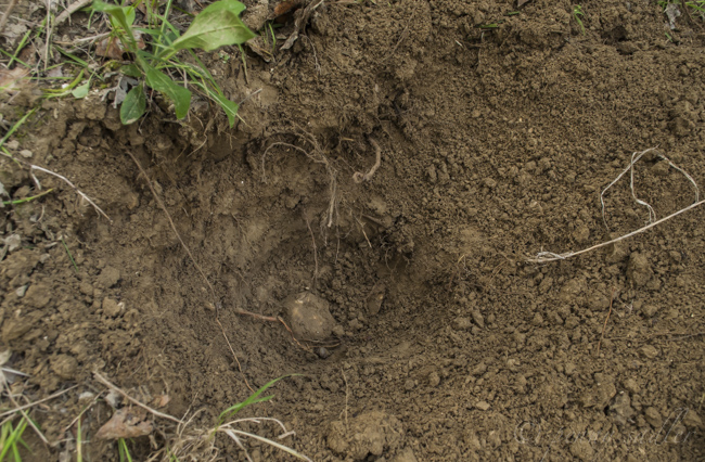 On The Hunt For White Truffles in Alba. Piedmont, Italy